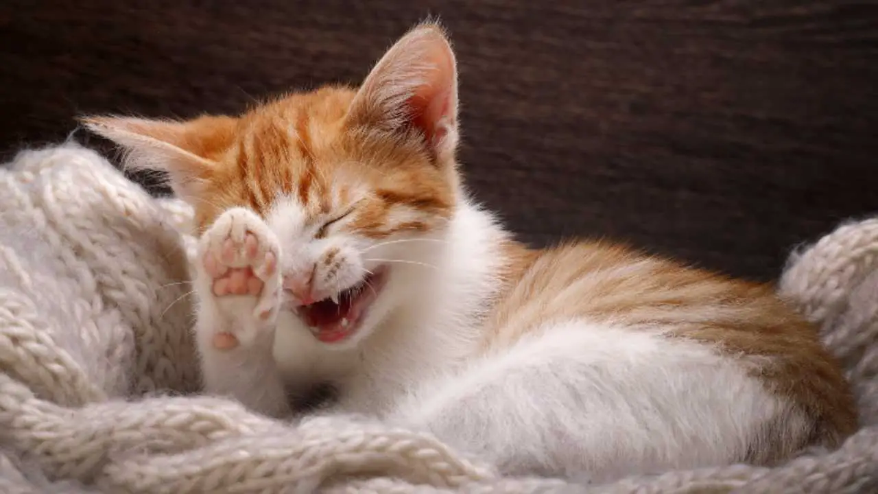 ¿Los gatos tienen sentido del humor? Todo lo que necesitas saber - Vida ...