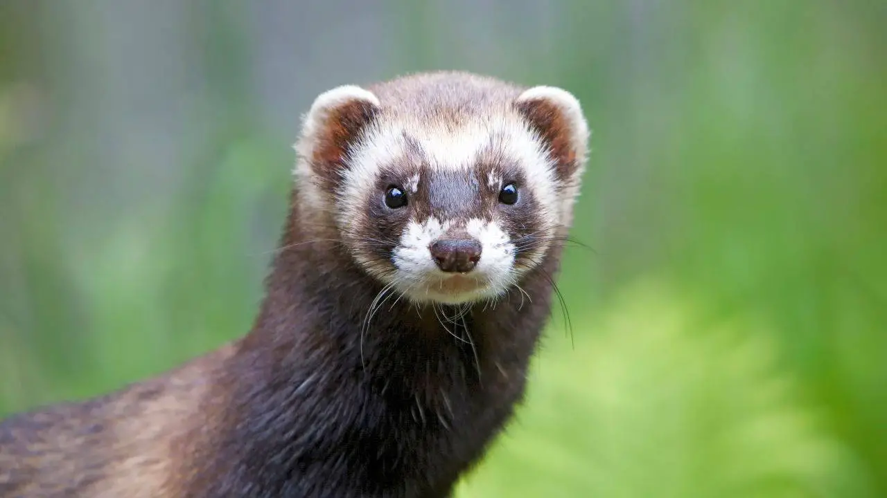 Cómo probar la propiedad del hurón en caso de pérdida - Vida con Mascotas ️