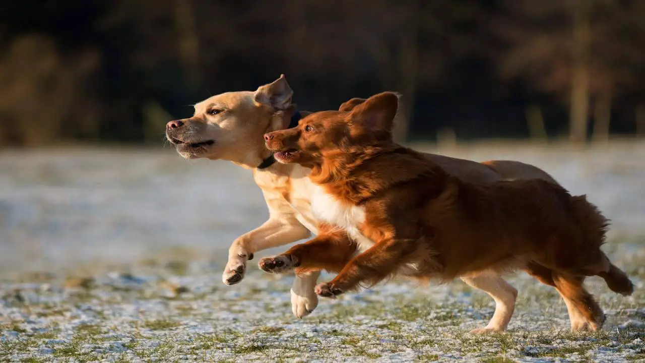 Perros que prosperan al aire libre: los especímenes amantes de la ...