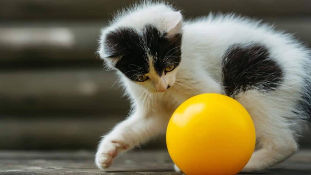 El gato le tiene miedo a la pelota: cómo ayudar al felino a superar ...
