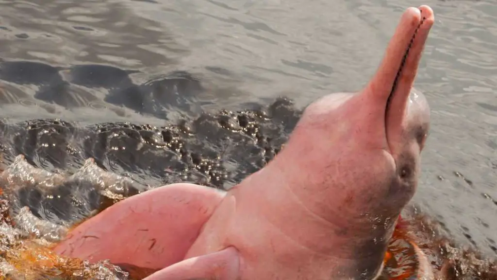 Delfín rosado: características y hábitat entre el mito y la realidad ...