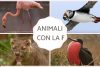 Animales con F - Vida con Mascotas ️