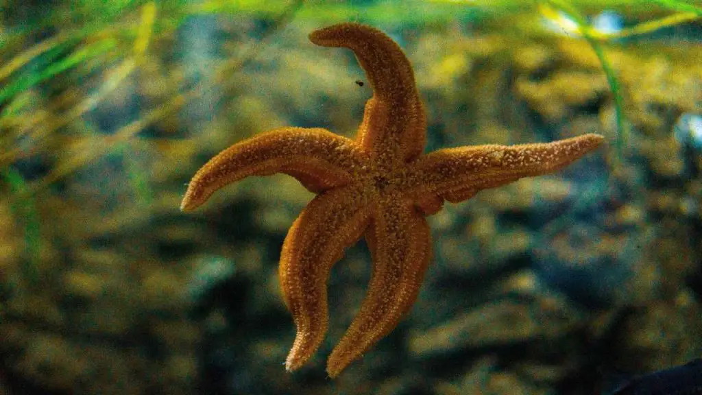 Cómo se alimenta la estrella de mar: lo que es importante saber - Vida ...