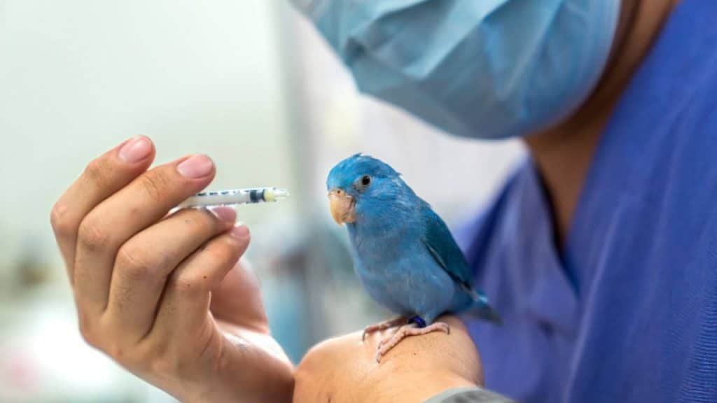 Enfermedad de Marek en aves: causas, síntomas y tratamiento - Vida con ...