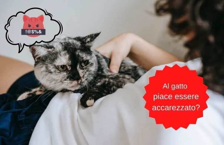¿Al gato le gusta cuando lo acaricias? 🐱 Que piensa el gato de las ...