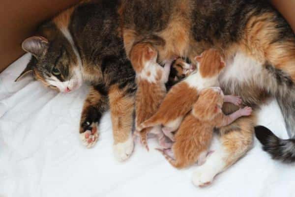 ¿Cómo nacen los gatitos? - Vida con Mascotas ️