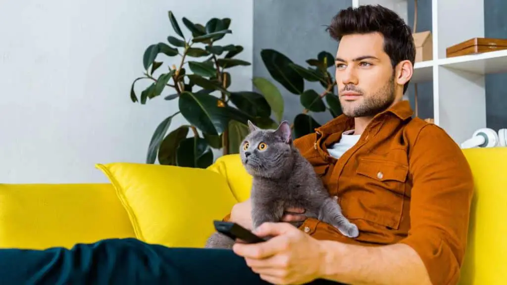 ¿Los gatos se asustan si ven una película de terror? El miedo… de los ...