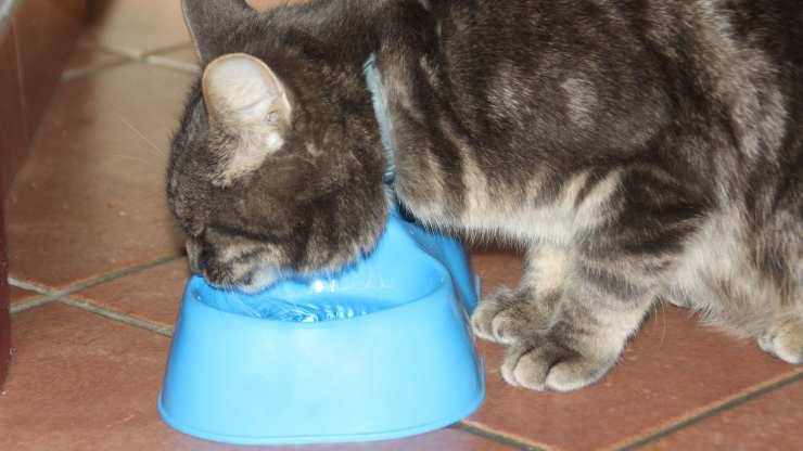 ¿Por qué el gato tose cuando bebe? Las posibles razones no deben ...