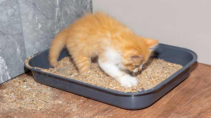 ¿Por qué mi gato excava en la caja de arena? Las razones del ...