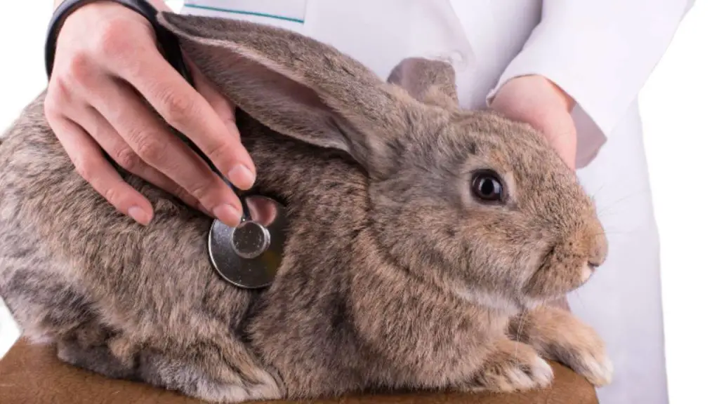 Artrosis en conejos: causas, síntomas y tratamiento - Vida con Mascotas ️