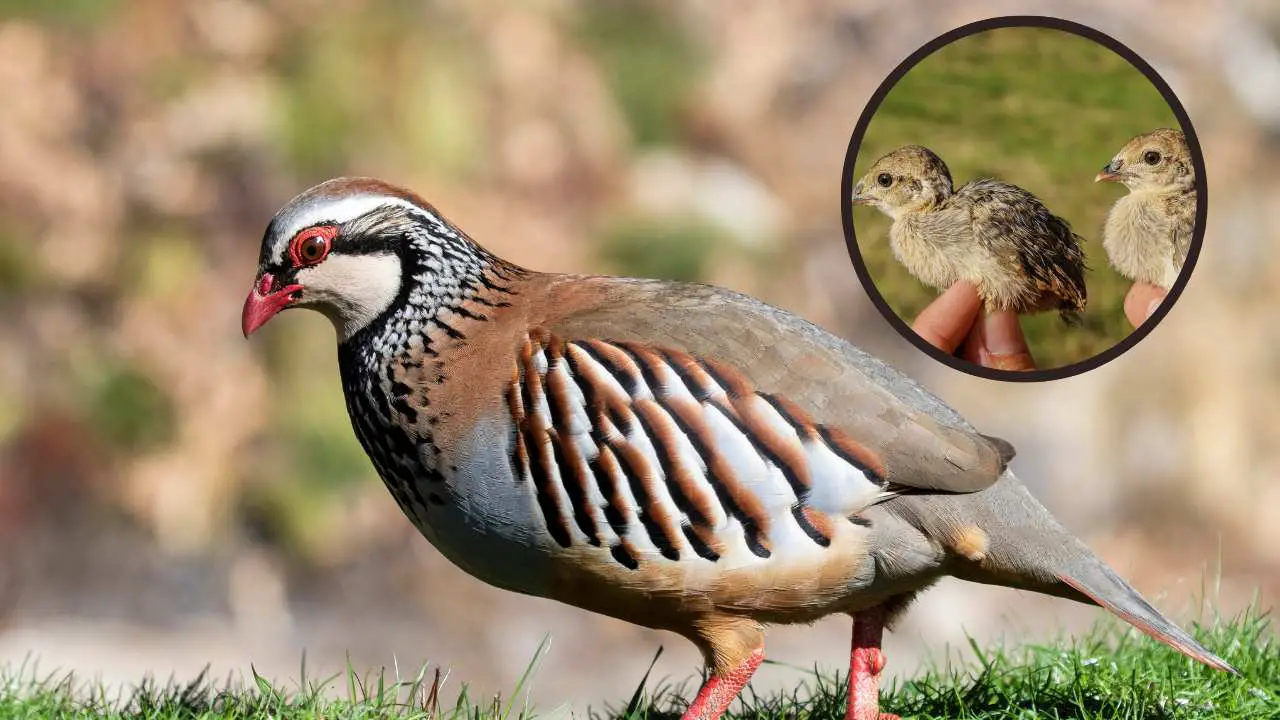 Perdiz roja (Alectoris rufa): rara especie ornamental para patios y ...
