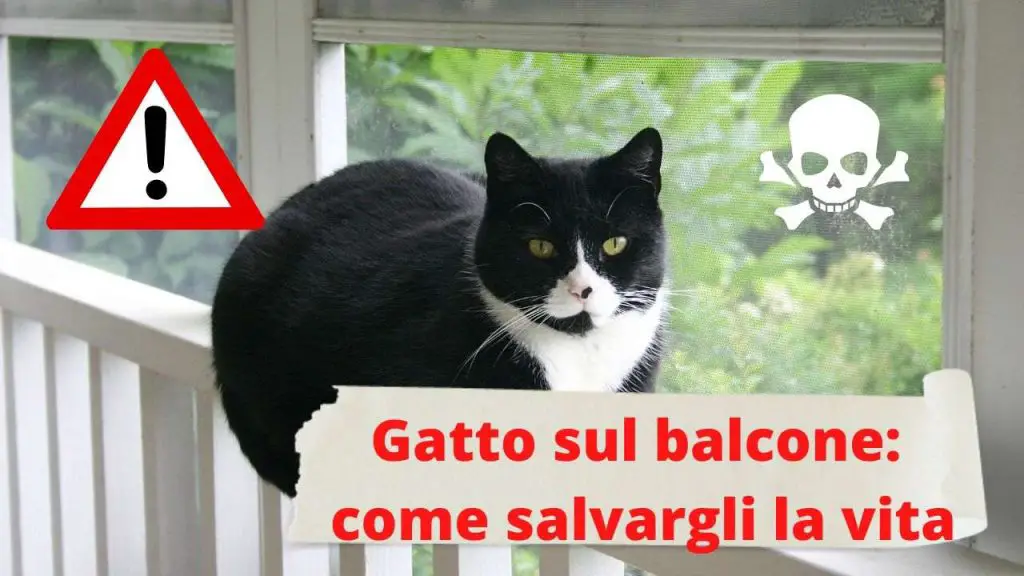 Gato corre el riesgo de morir por un mal hábito generalizado: qué es y ...