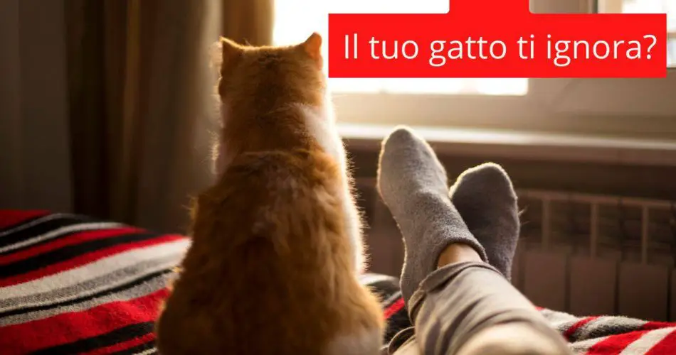 ¿El gato te ignora? Te explico como conectar con Micio - Vida con ...