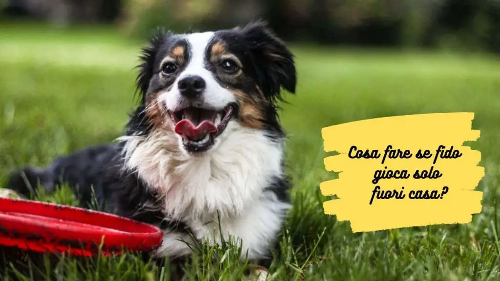 El perro solo juega fuera de casa: lo que es importante saber sobre ...