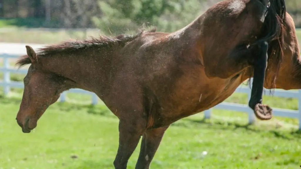 Hinchazón del corvejón en el caballo: causas, síntomas y tratamiento ...