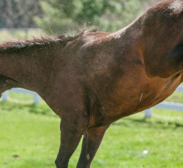 Up Dogs: nombre, raza, características y curiosidades - Vida con Mascotas ️
