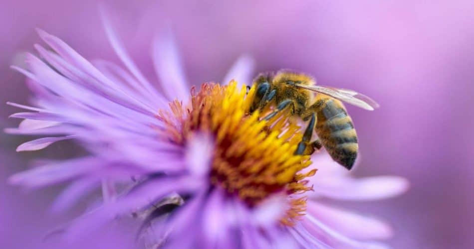 ¿Las abejas distinguen los colores? Descubriendo la agudeza de su ...