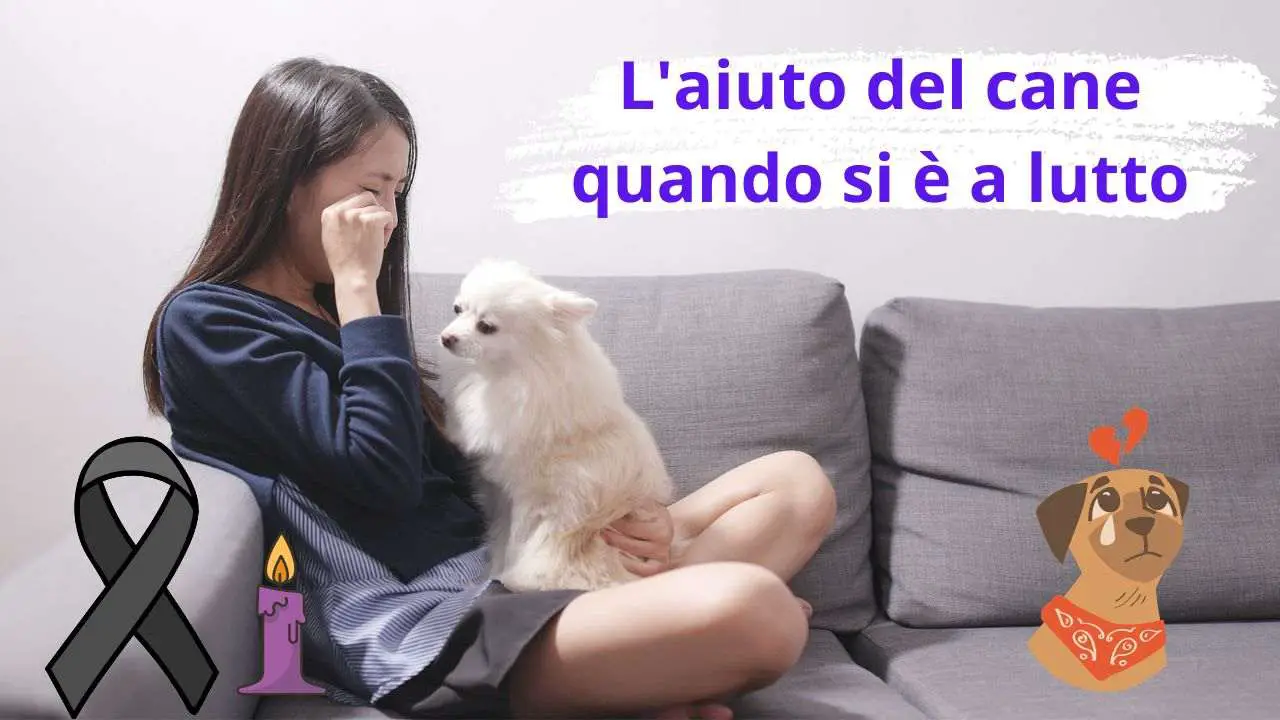 Si estás de duelo, tu perro puede ayudarte más de lo que imaginas ...