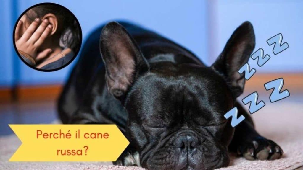 Si tu perro ronca puede tener problemas de salud: qué hacer y posibles ...