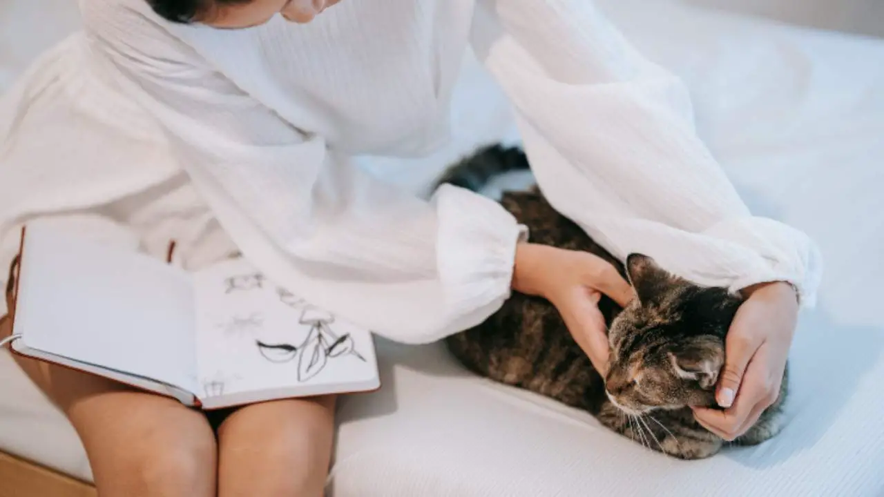 ¿Le gustas a tu gato? Los estudios científicos pueden hacerte entender ...