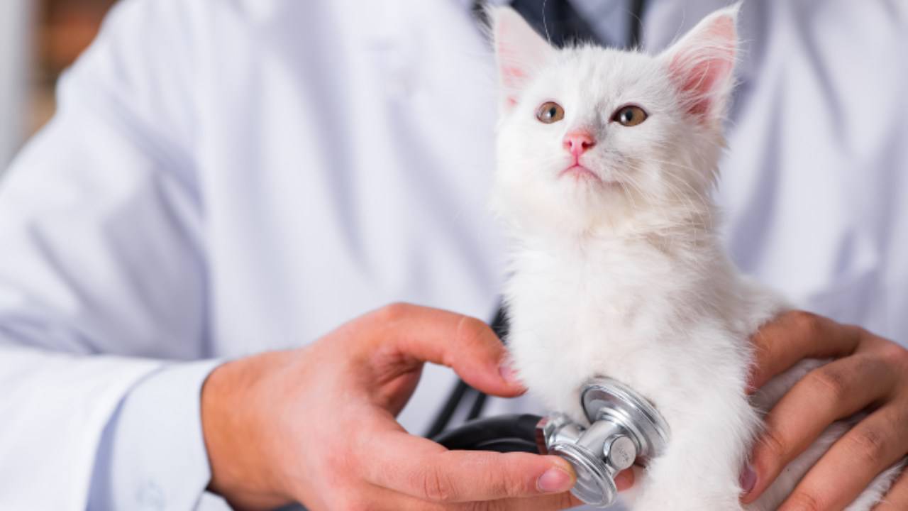 Peritonitis infecciosa (PIF) en gatos: causas, síntomas y tratamiento ...