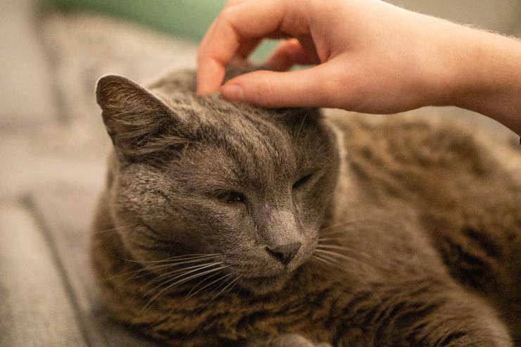Por qué el gato ronronea y muerde: lo que es importante saber sobre el ...