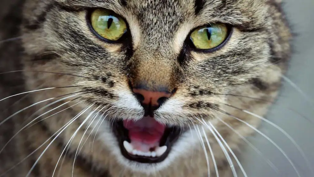 Golpe de calor en gatos: síntomas, qué hacer, consecuencias - Vida con ...