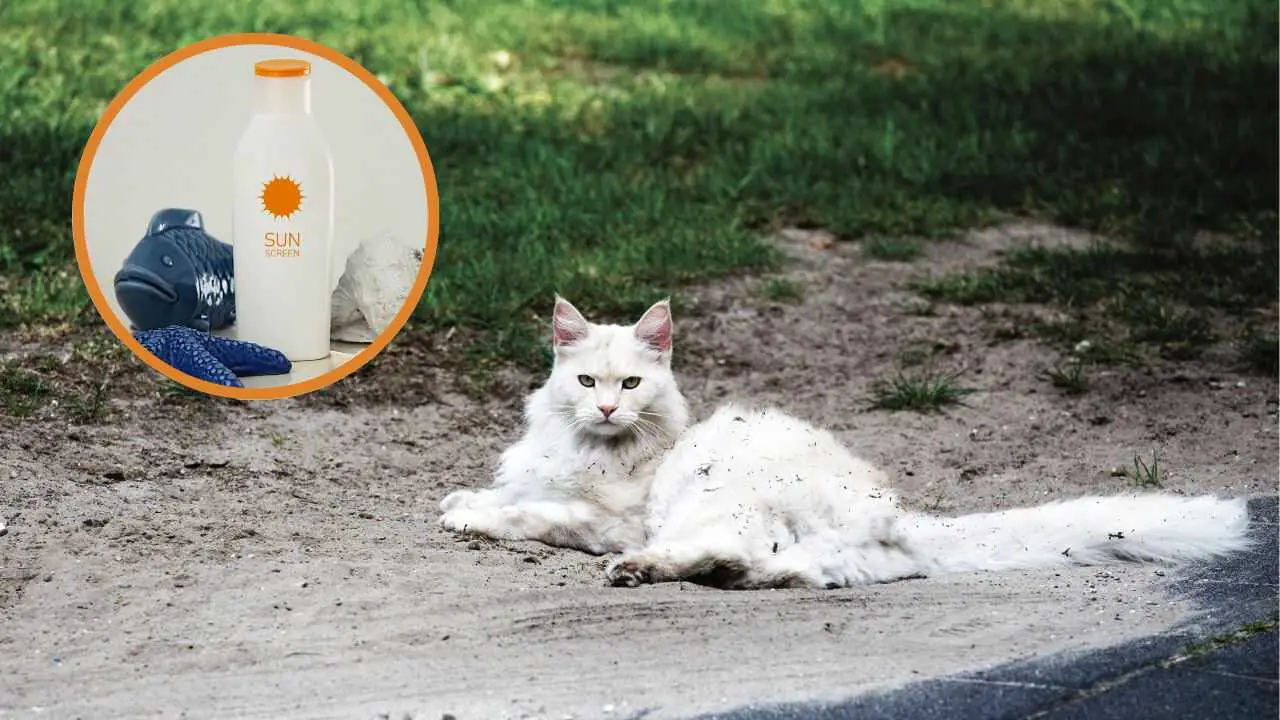 Protector solar para gatos: ¿realmente lo necesitas? Cómo proteger a tu ...