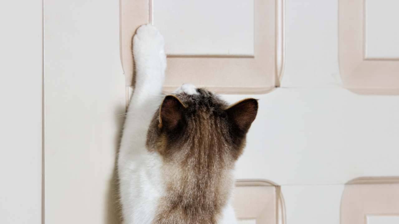 Cómo enseñar al gato a abrir la puerta: los pasos a seguir - Vida con ...