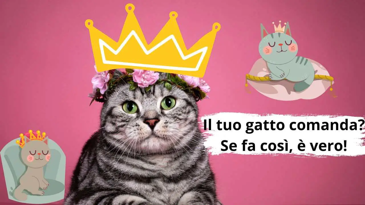 Si esto sucede en tu casa, significa que el gato manda 🐱👑 - Vida con ...