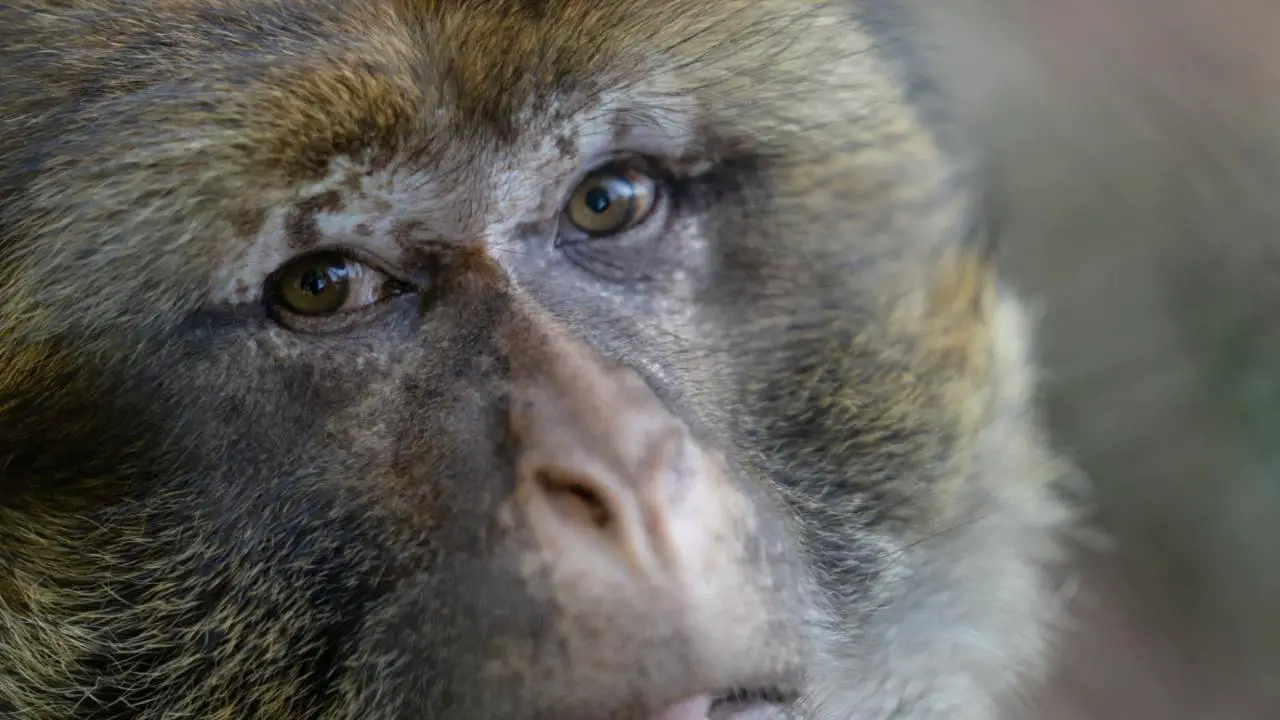 Una historia con final feliz para el simio Calogero, ahora por fin libre - Vida con Mascotas ️