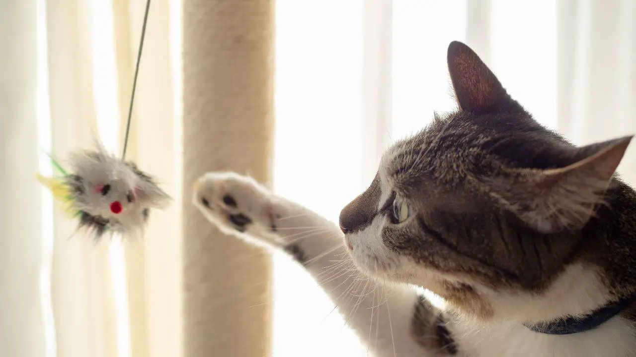 Ratón gato DIY: tutorial para hacerlo en unos sencillos pasos - Vida ...