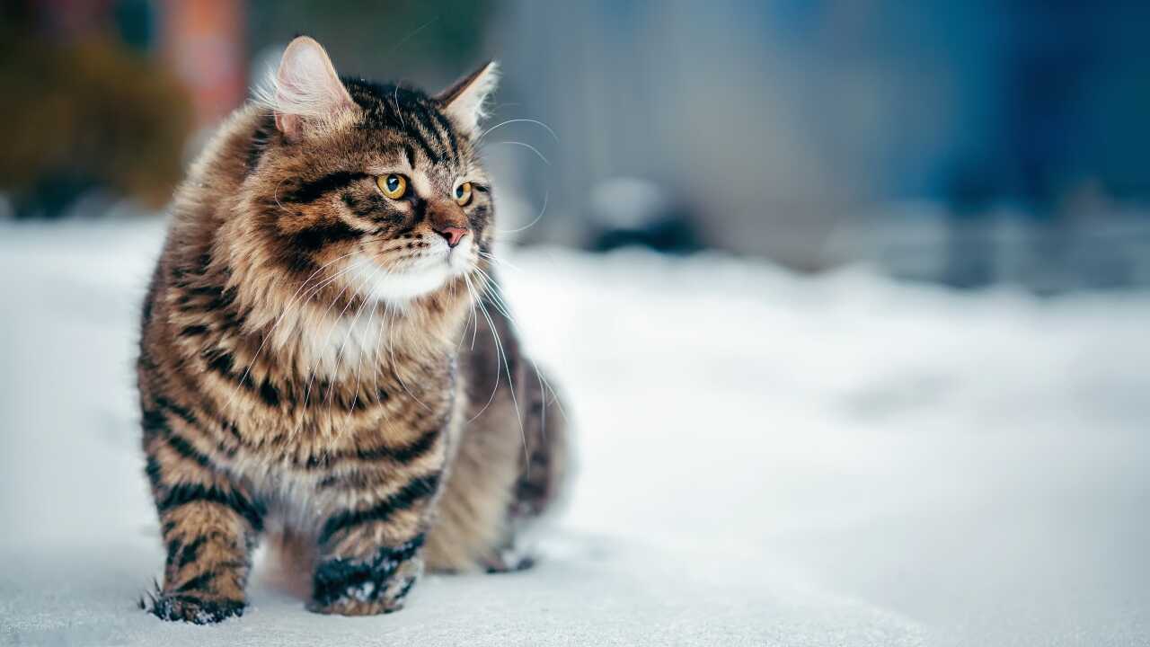 Alimentación del gato siberiano: alimentación, dosis y frecuencia de ...