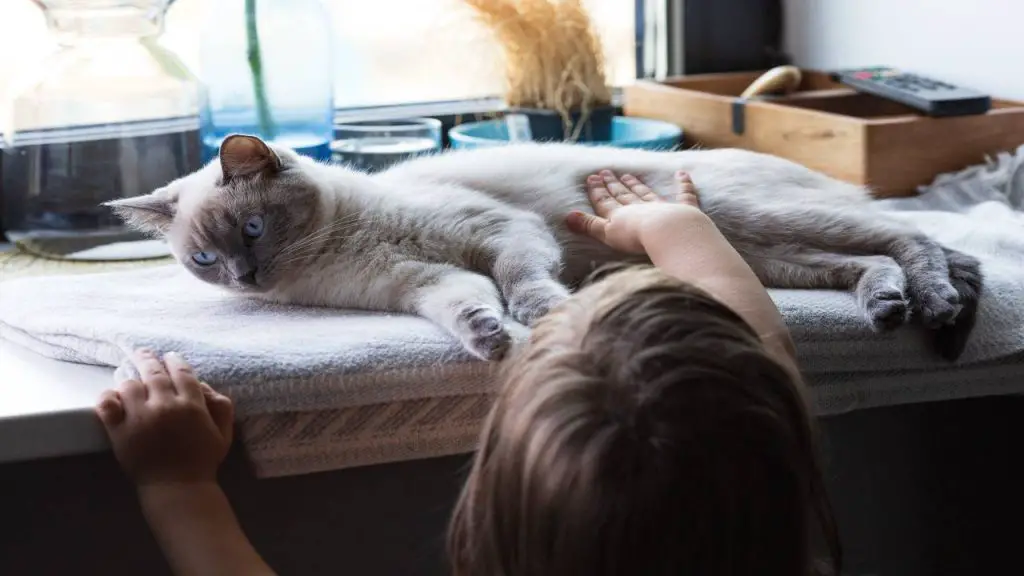 El gato le tiene miedo al niño: lo que es importante saber - Vida con ...