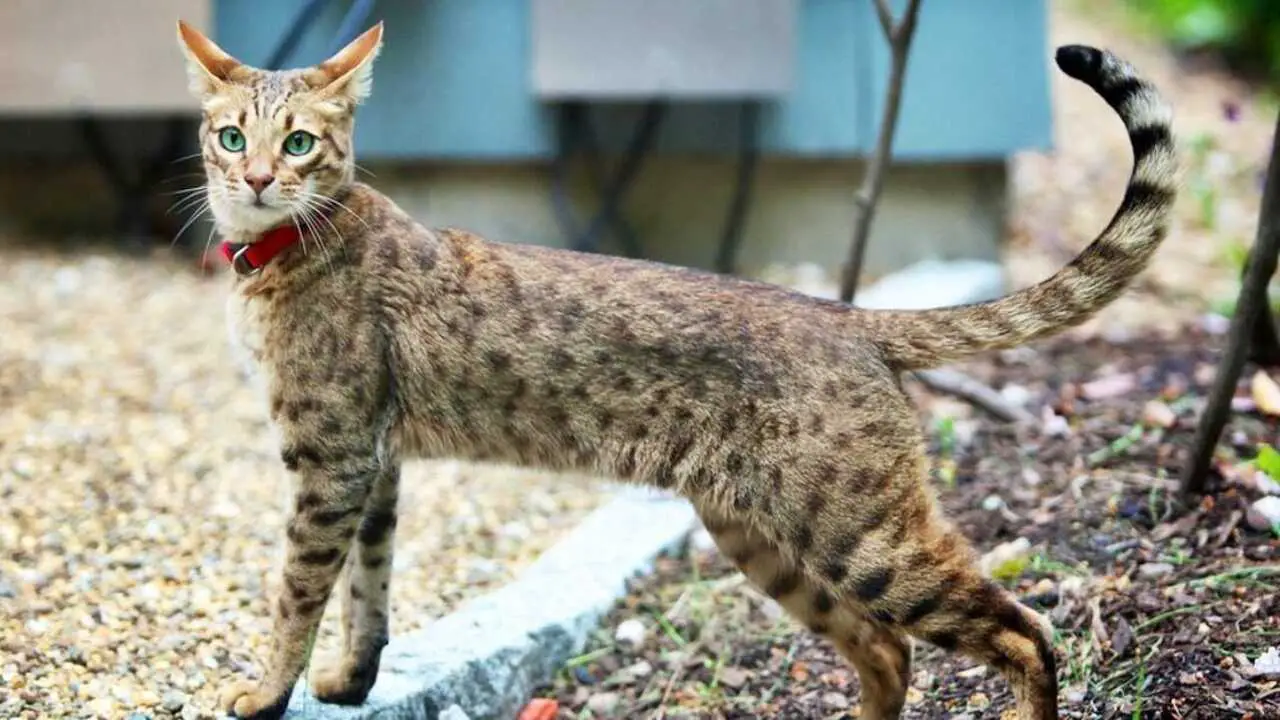 Alimentación del gato Ashera: comida, dosis, frecuencia de las comidas - Vida con Mascotas ️