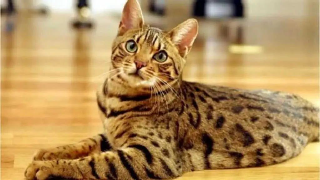 Curiosidad por el gato Ashera: todas las bondades de esta raza felina ...