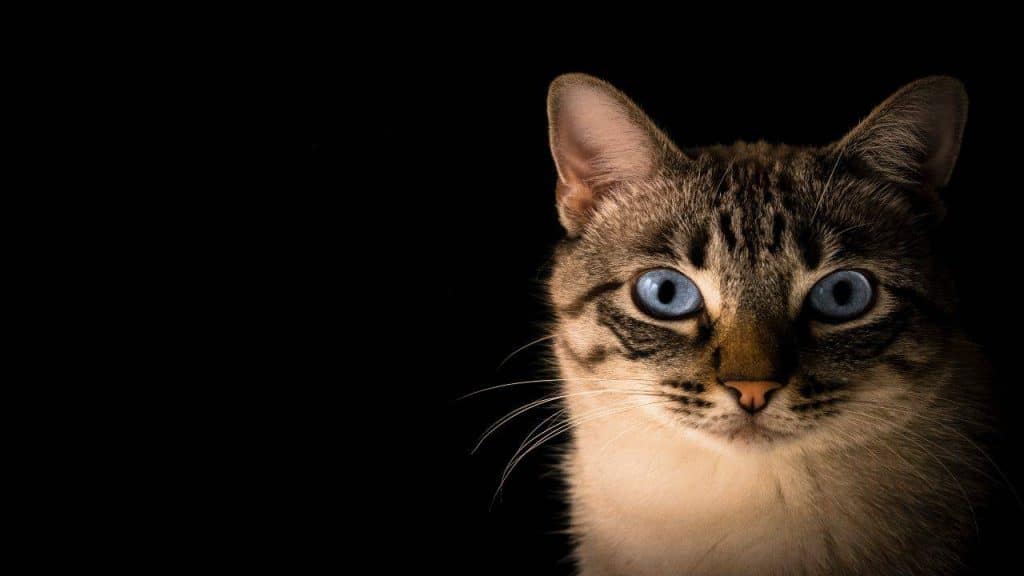 El gato le tiene miedo a los barriles: lo que es importante saber sobre ...