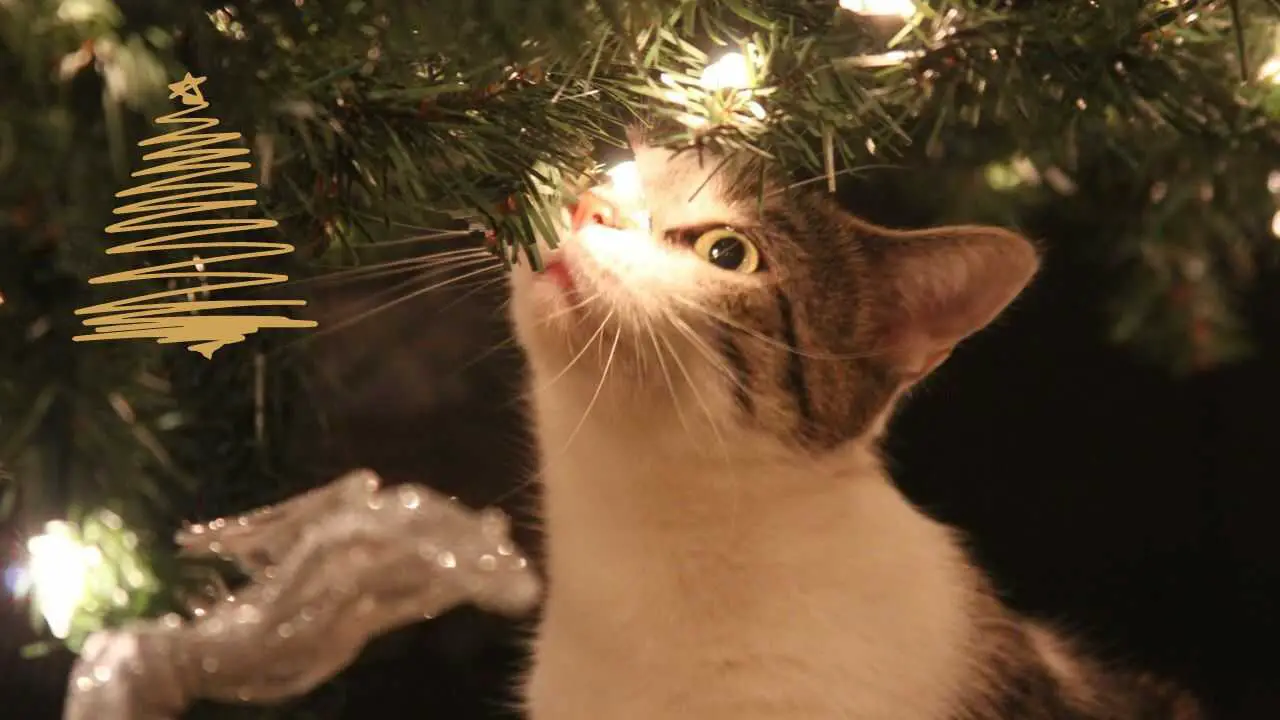 Árbol de Navidad con temática felina: adornos para rendir homenaje al gato - Vida con Mascotas ️
