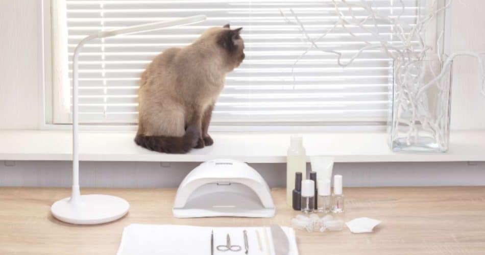 ¿Por qué a los gatos les gustan las limas de uñas? Una curiosidad por ...