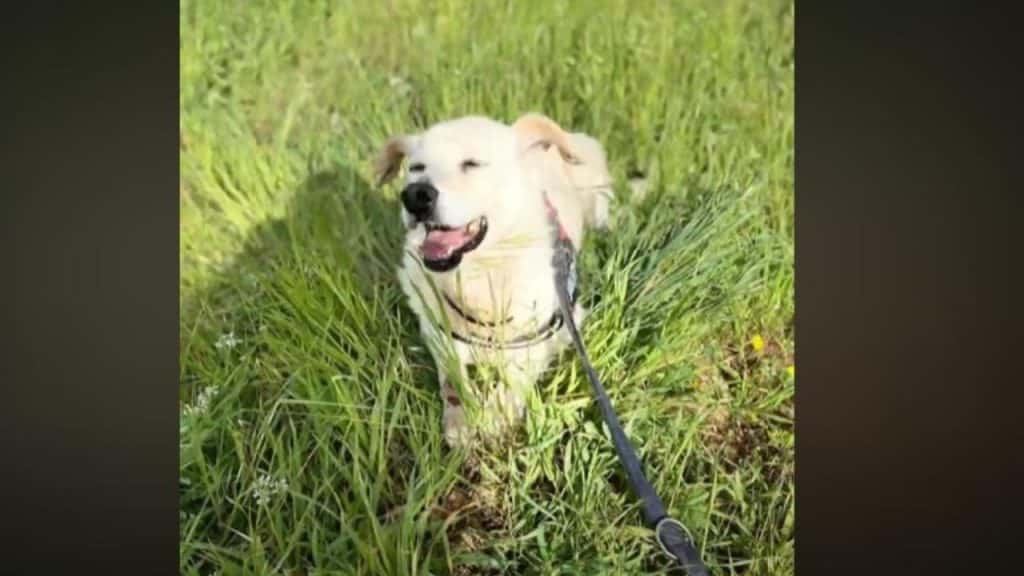 Pasa toda su vida en una perrera: perro encuentra la felicidad después ...