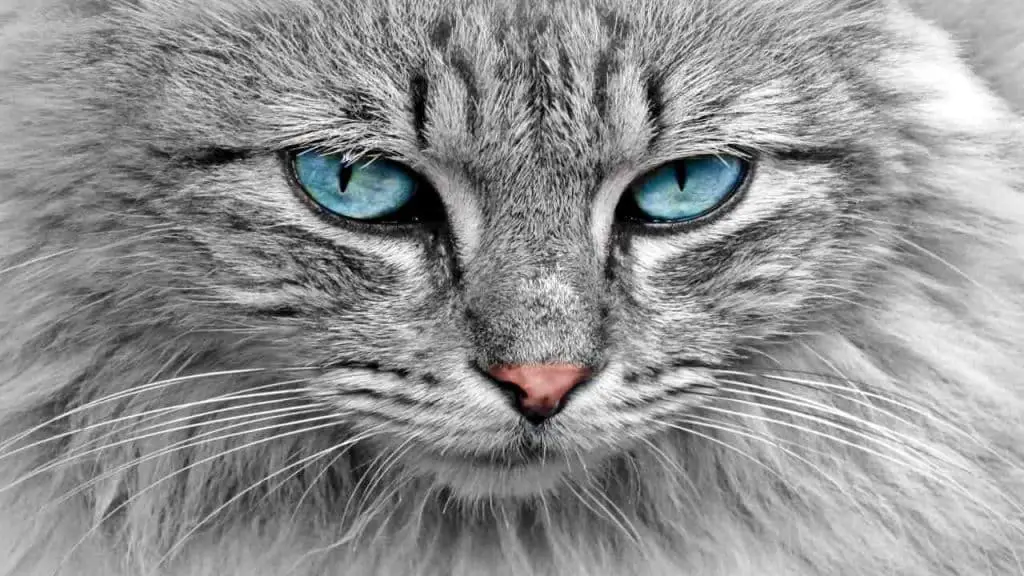 Gatos que parecen leones: los ejemplares felinos con melena - Vida con ...