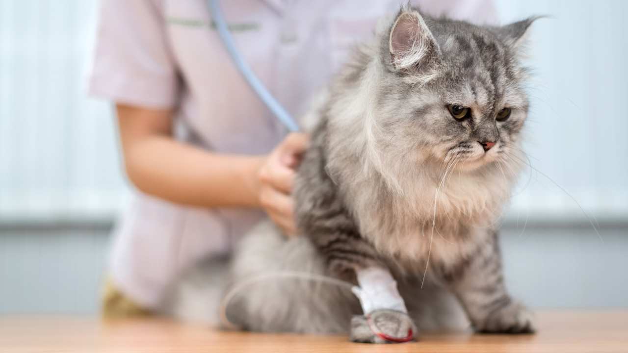 Triaditis en gatos: causas, síntomas y tratamiento - Vida con Mascotas ️