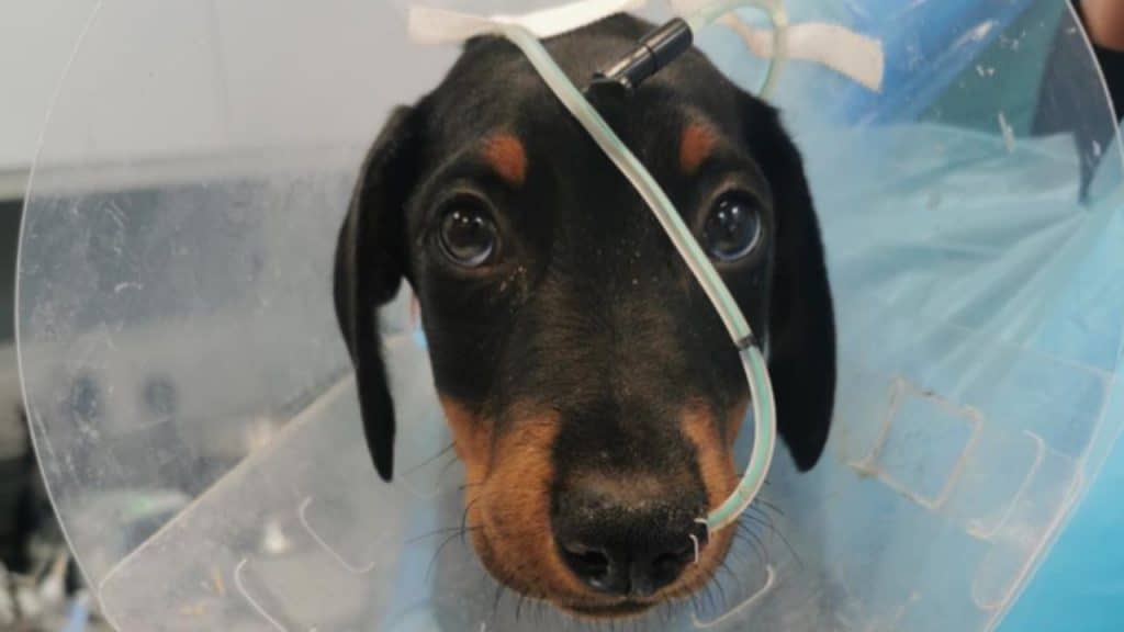 Un Peligro Mortal Para Los Perros Pueden Enfermarse En Cualquier Lugar The Desperate Appeal