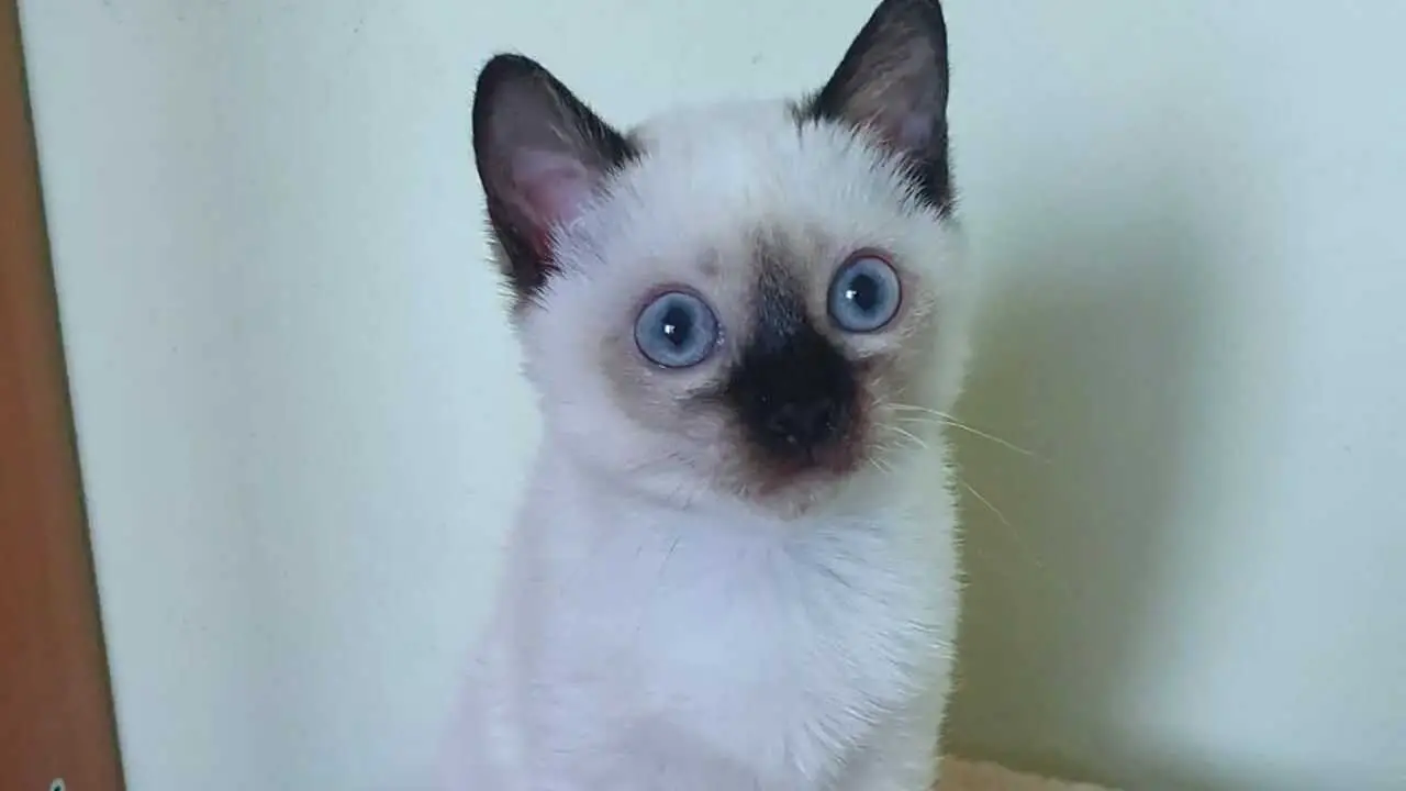 Adopta un Toybob: carácter, dueño ideal, necesidades del gato - Vida ...