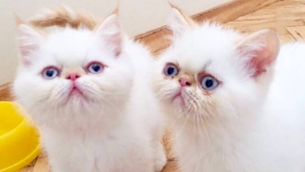 Alimentación del Foldex: alimentos, dosis, frecuencia de las comidas ...