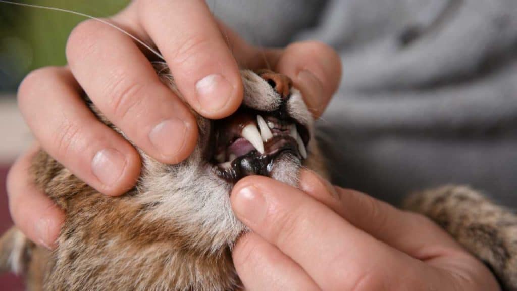 Cómo abrir la boca del gato: los pasos a seguir - Vida con Mascotas ️