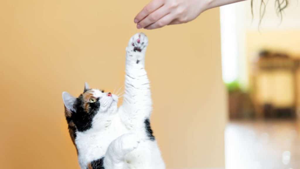 Cómo enseñar a tu gato a chocar los cinco: los distintos pasos - Vida ...