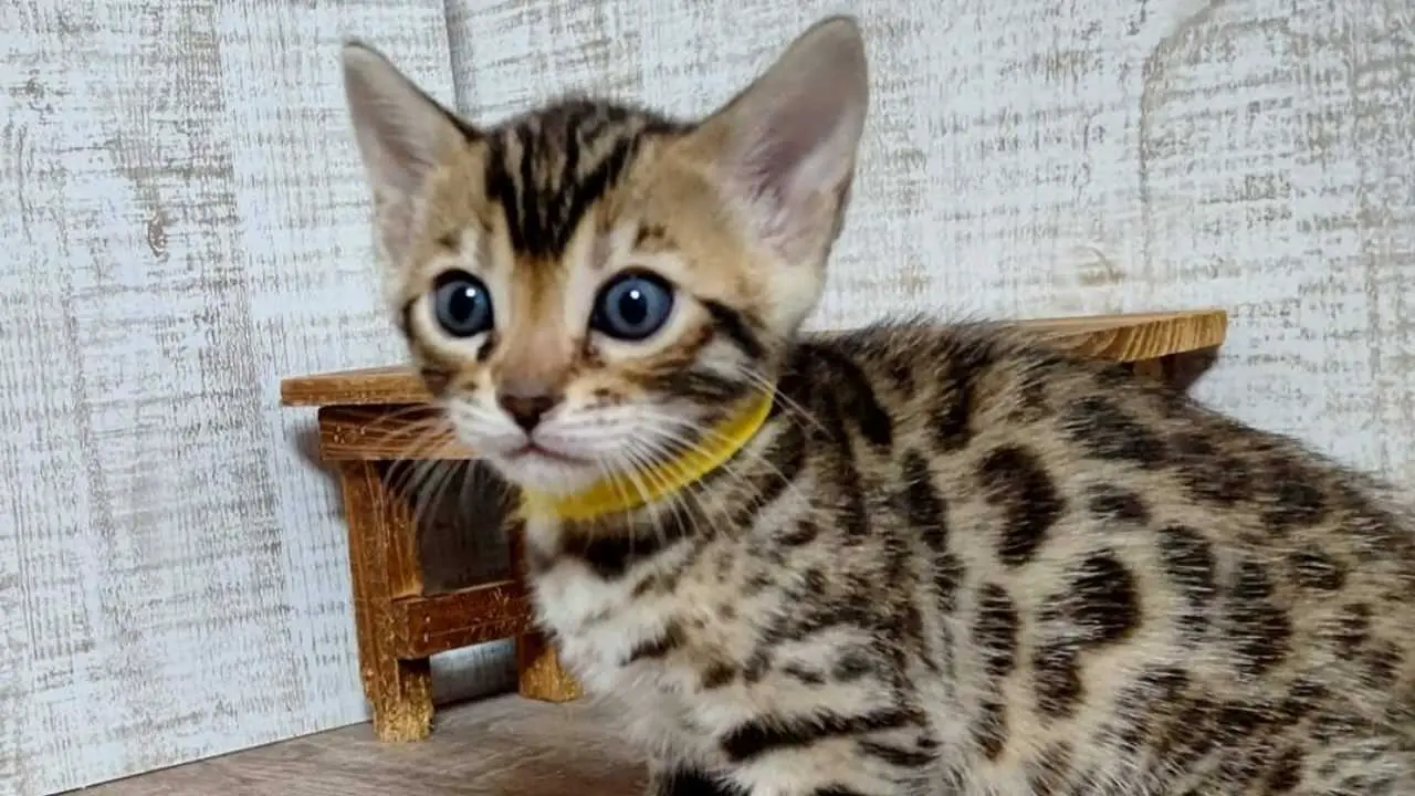 Curiosidad sobre el Toybob: golosinas, orígenes, especímenes famosos ...