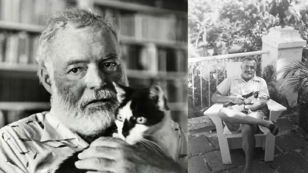 El gato de Hemingway: nombre, raza, características y curiosidades ...
