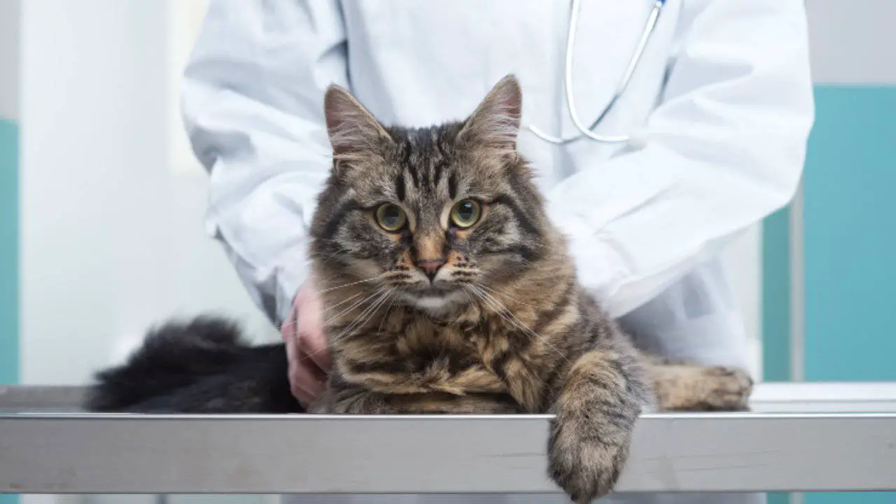 Hipostenuria en gatos: causas, síntomas y tratamiento - Vida con Mascotas ️